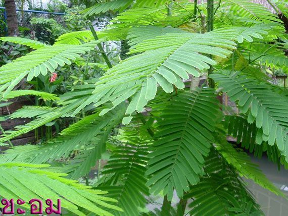 ชะอม สรรพคุณและประโยชน์ของชะอม 9 ข้อ