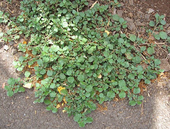 ผักเบี้ยหิน สรรพคุณและประโยชน์ของผักเบี้ยหิน 16 ข้อ